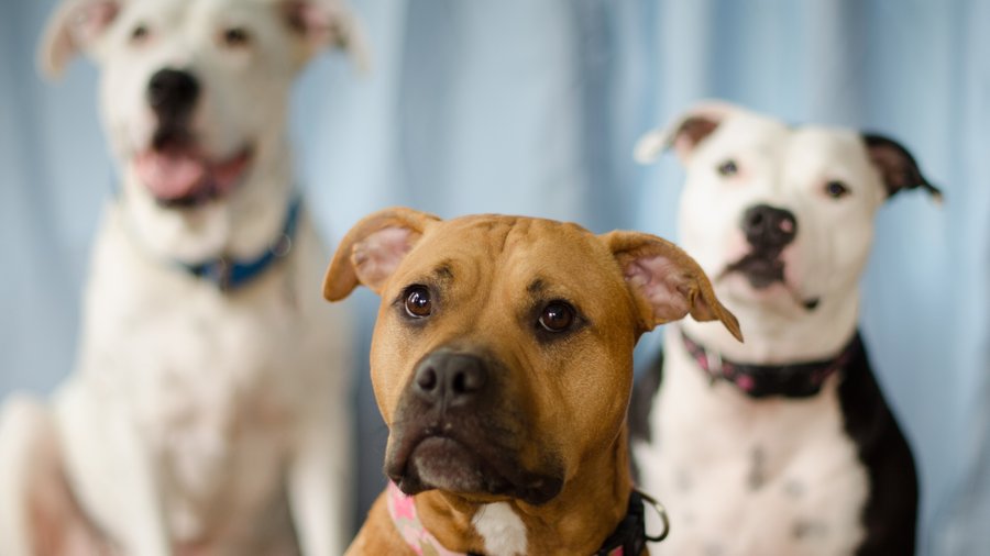 Delta pit bull ban hits roadblock, DOT shortens leash - Atlanta ...