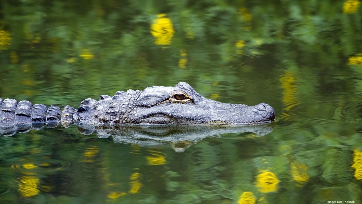 Armand Bayou Nature Center to buy 1,145 acres from Exxon Mobil ...