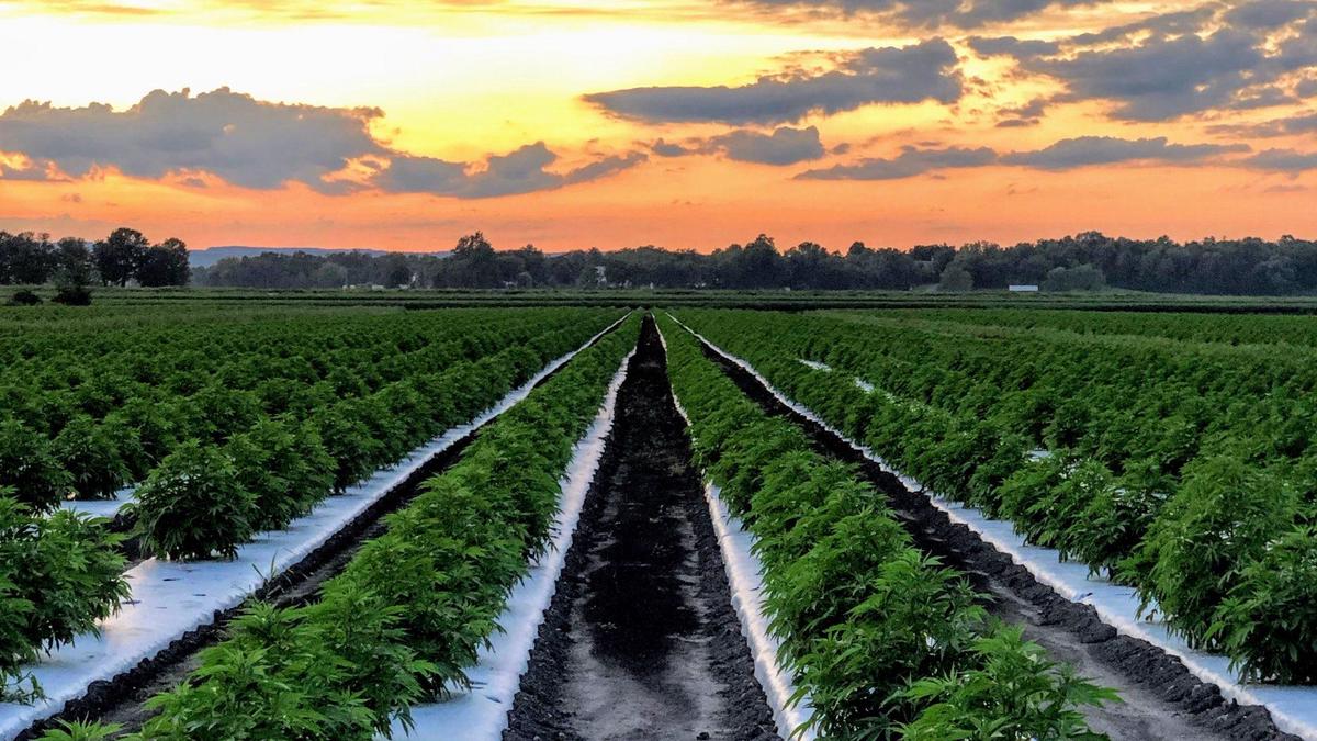 New York hemp growers say they welcome more regulation of hemp products ...