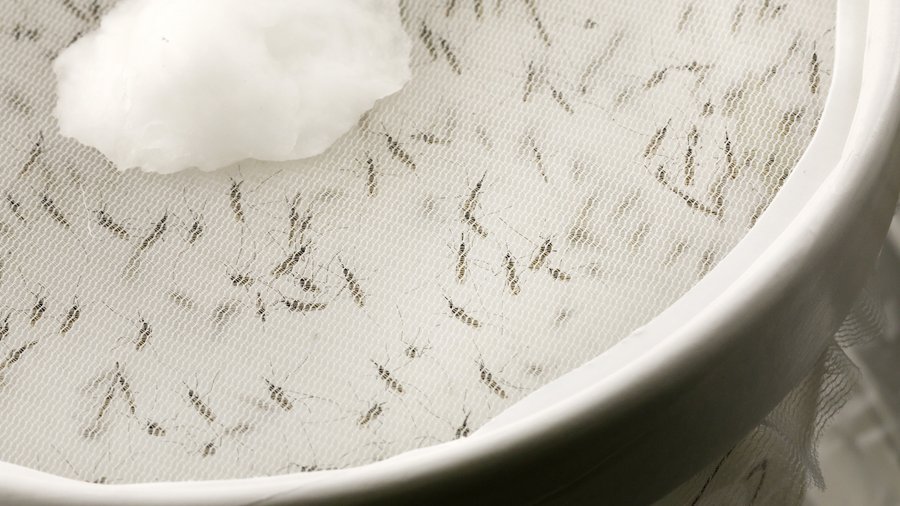 OHSU opens 'insectary' with 200k mosquitoes for malaria research ...