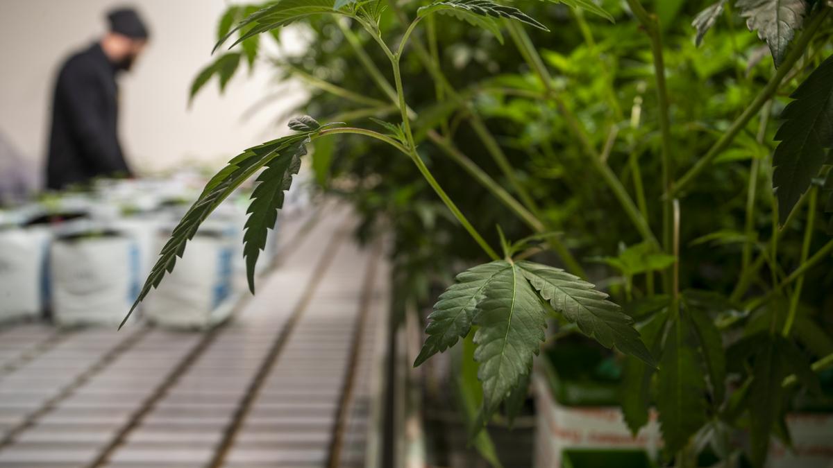 Recreational marijuana makes 2020 Arizona ballot - Phoenix Business Journal