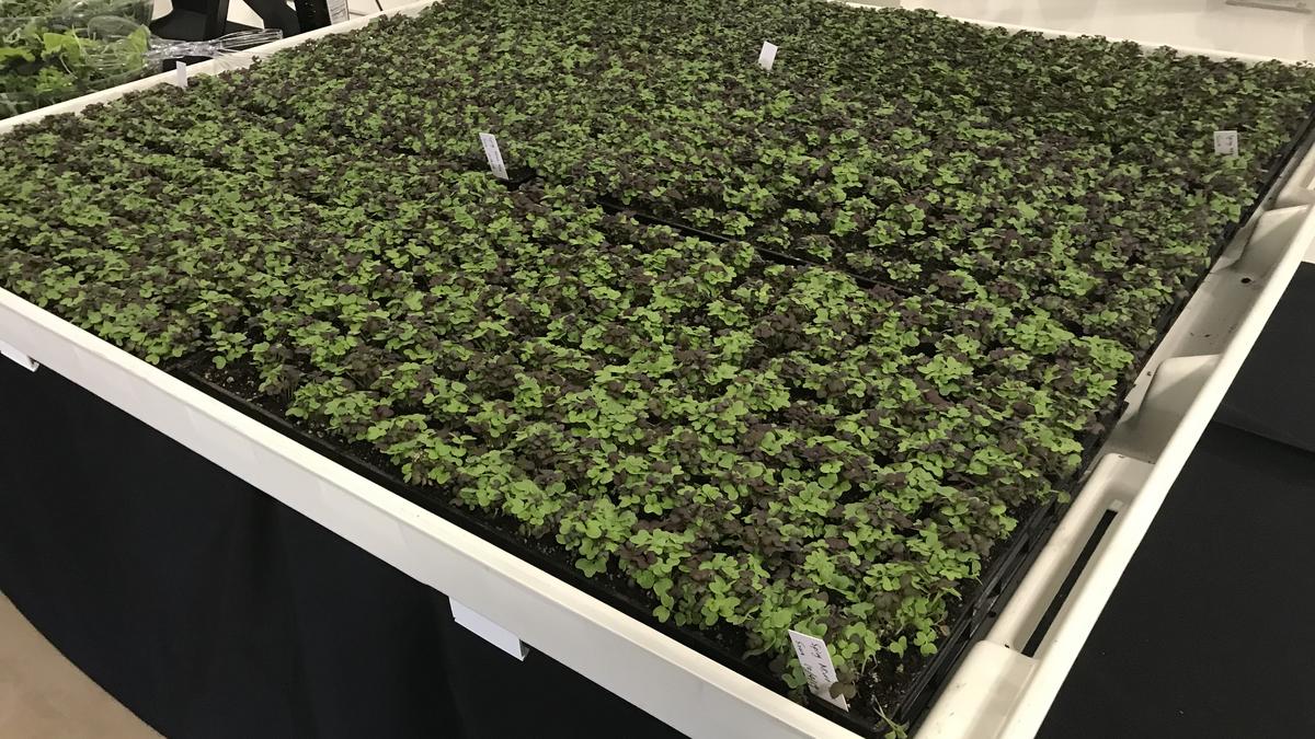 Fifth Season, formerly RoBotany, showed off its vertical gardening ...