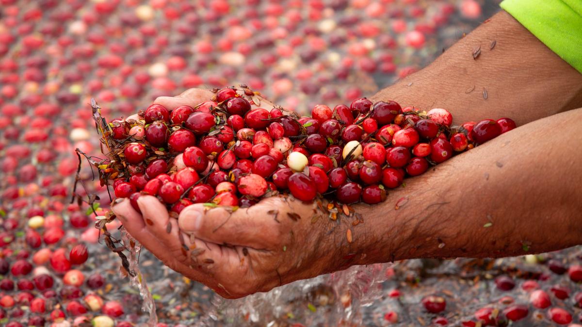 Massachusetts drought bogs down cranberry production estimate - Boston ...