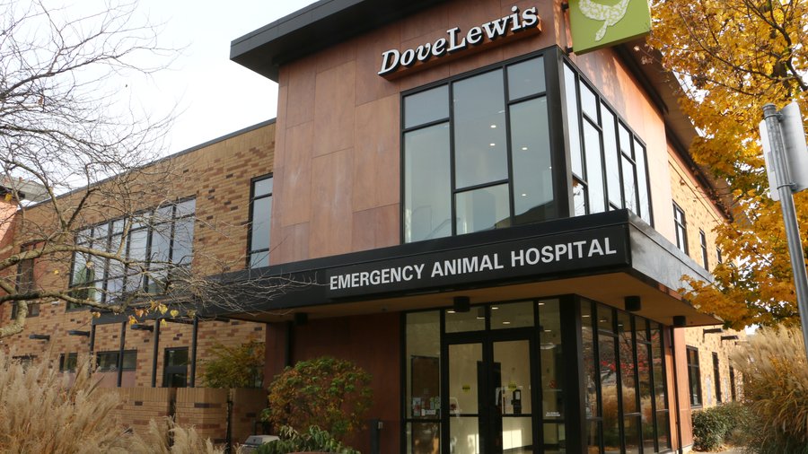 DoveLewis' remodel yielded more space for animal services (photos ...