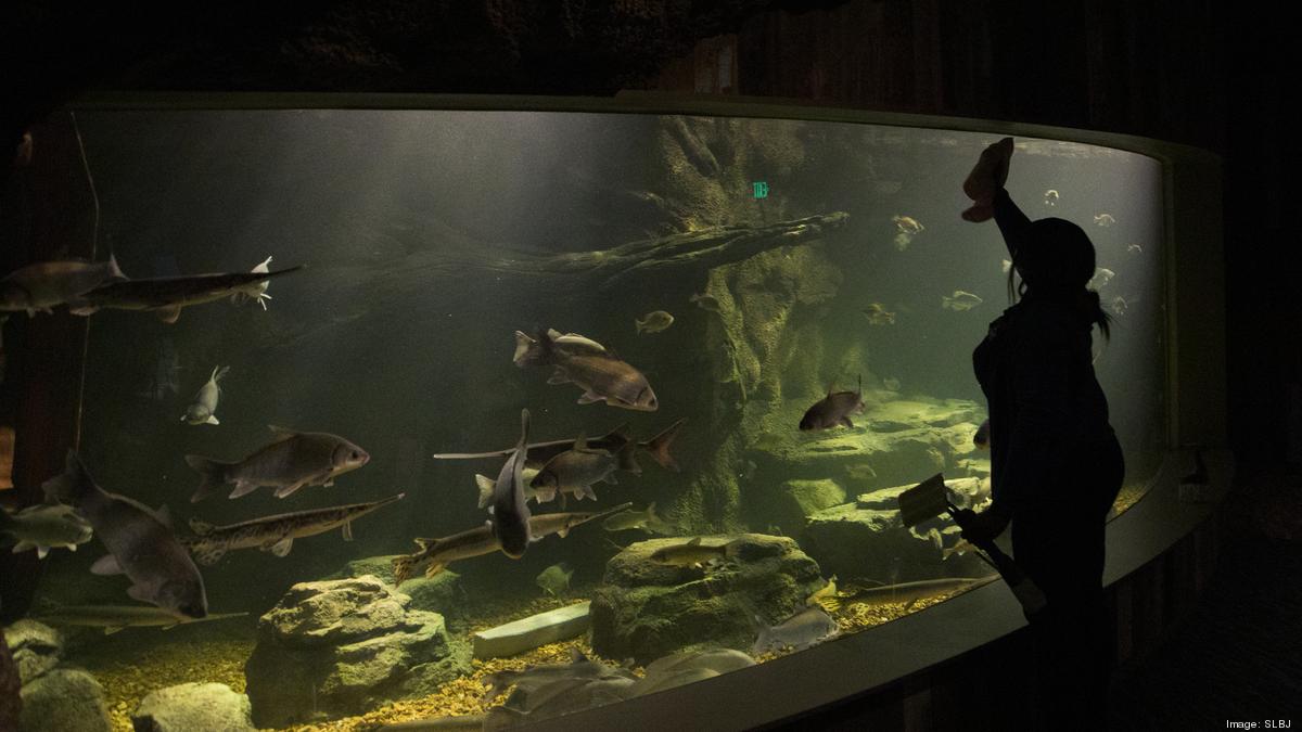 First look inside the St. Louis Aquarium at Union Station - St. Louis ...