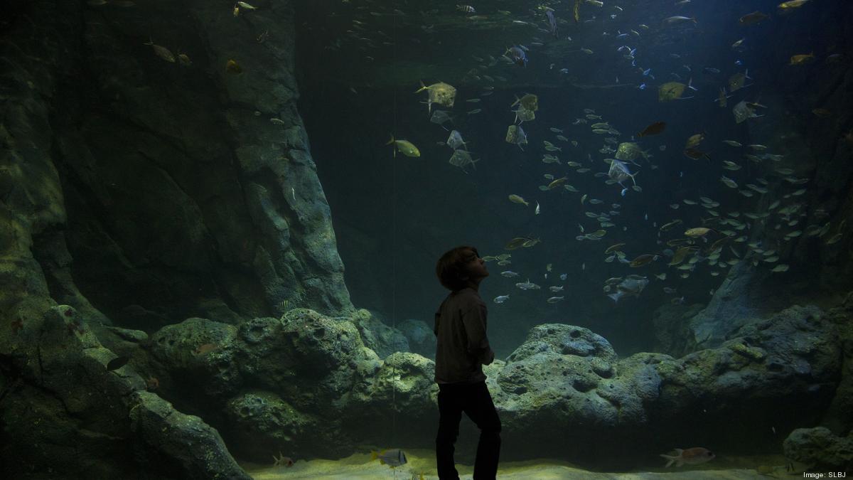 A look at the St. Louis Aquarium's Shark Canyon - St. Louis Business ...