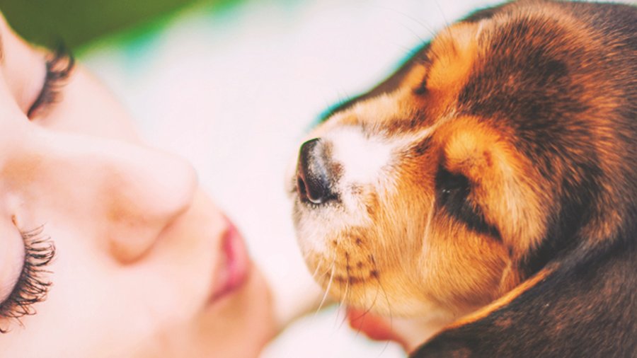 How dogs help our well-being - Denver Business Journal