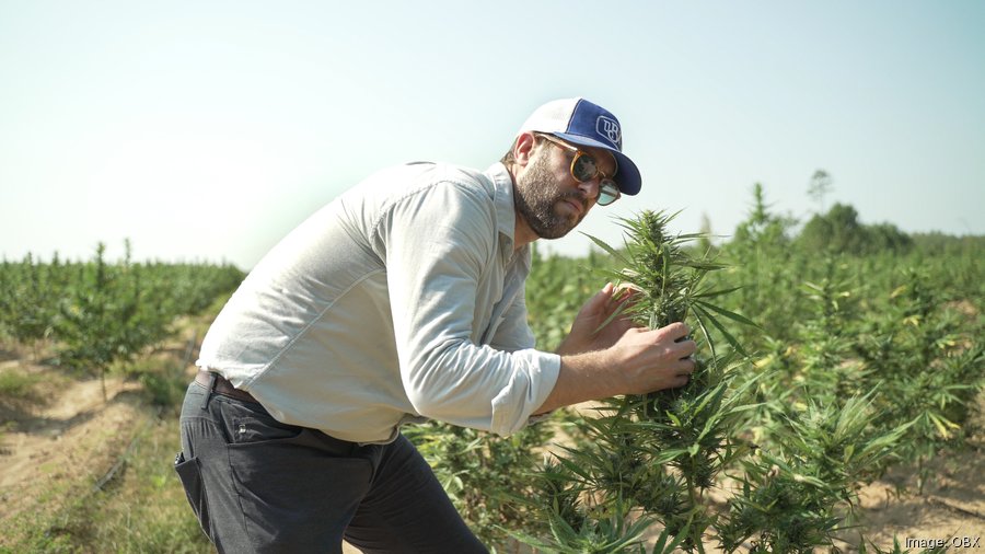 Hemp processor Open Book Extracts looks ahead after raising $25 million ...