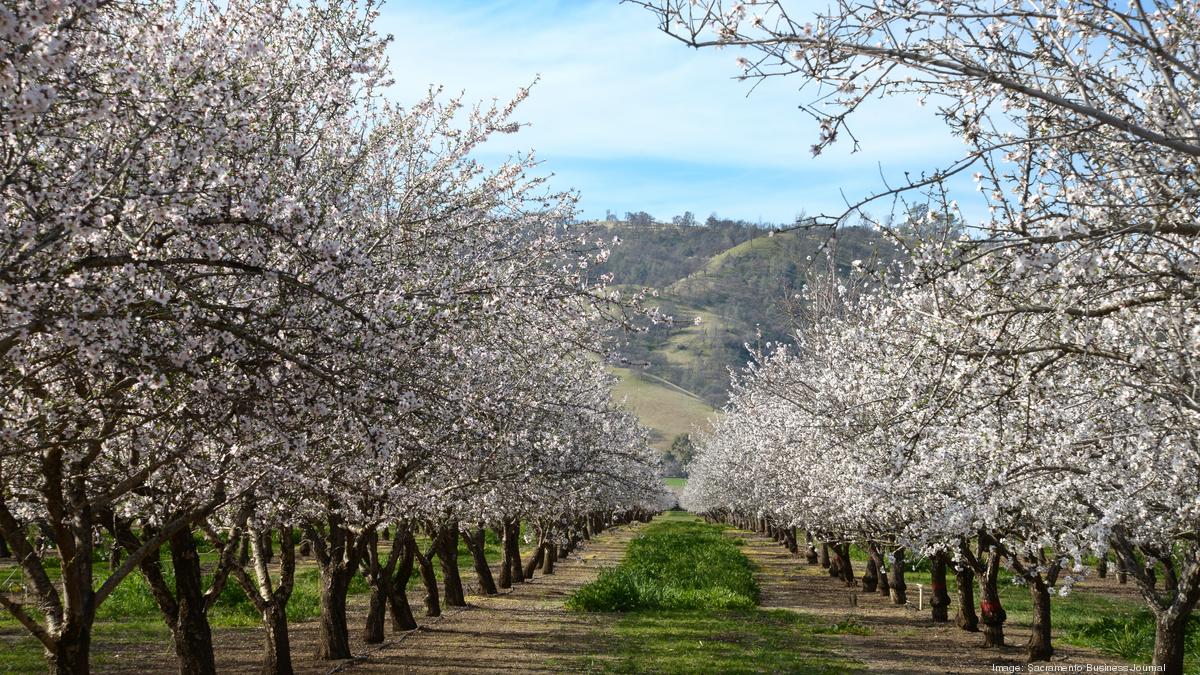 Near-record 3 billion pound almond crop forecast for 2025 season ...
