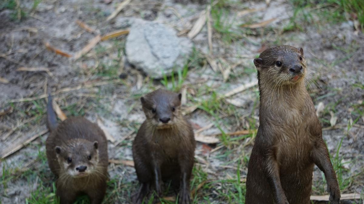 Jacksonville's empty zoo: Animals see some of their first visitors ...