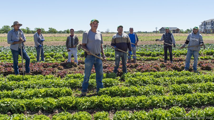 After coronavirus nearly uprooted the planting season, Colorado farmers ...