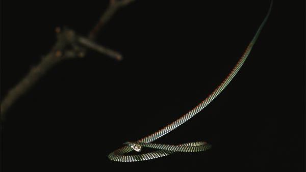 Virginia Tech: Professors Research Flying Snakes - Washington Business ...