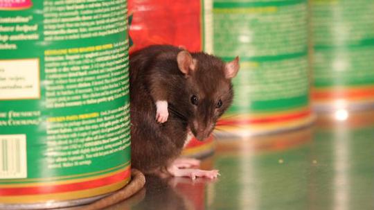 DC Inno - DC's Rodent Problems Rank Among Worst in U.S. Cities