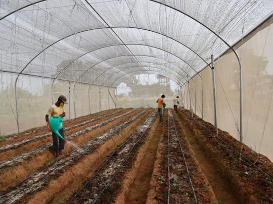 Chicago Inno - This Northwestern Alum's 'Greenhouse-in-a-Box' Protects ...