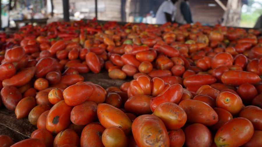 Tomato-Jos