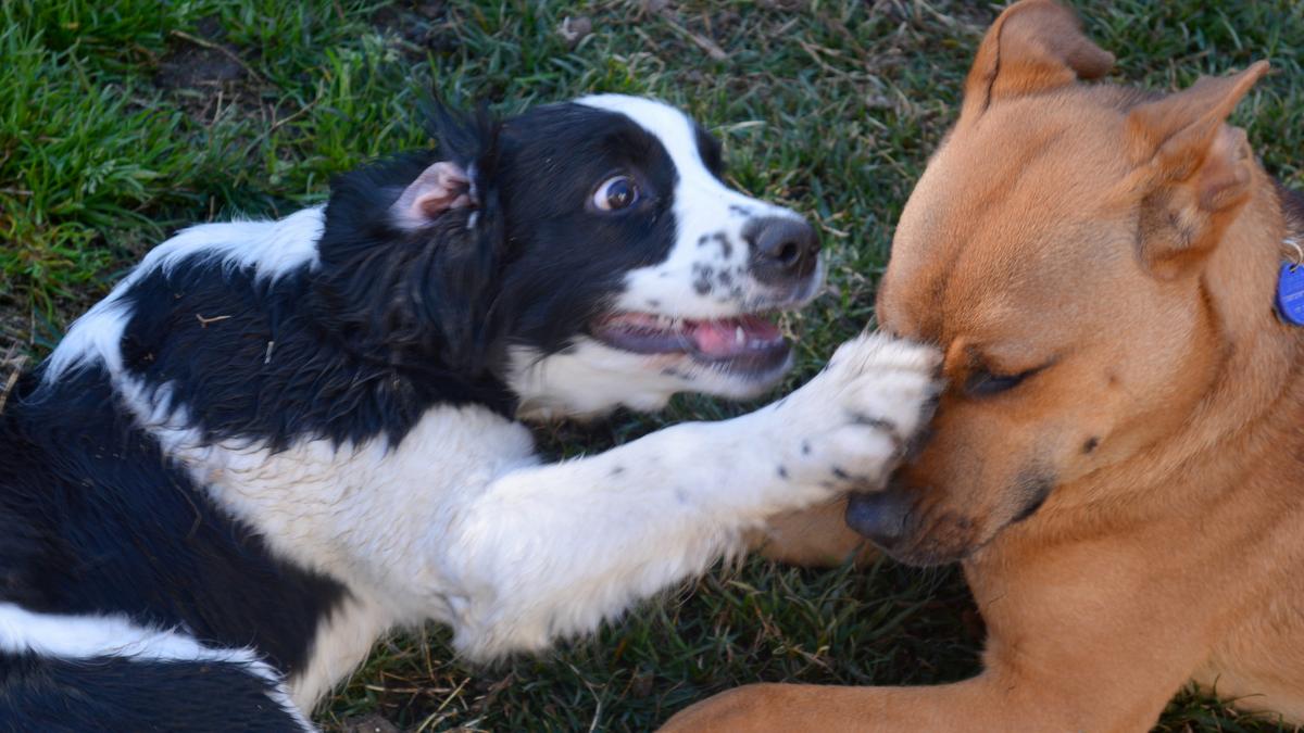 Boston's Dog Friendly Hotels, Restaurants and Parks - Boston Business ...