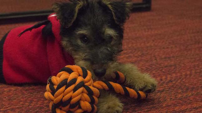 Baroo Hosts A Dog Costume Party for Halloween - Boston Business Journal