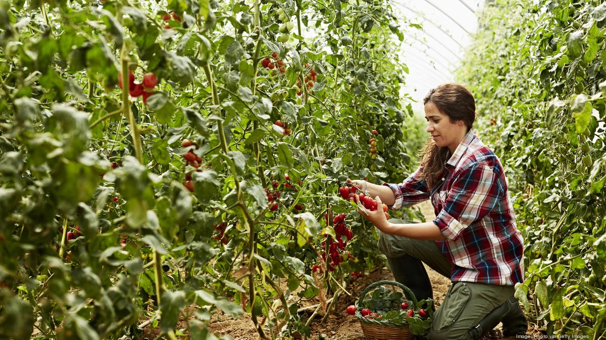 Bayer introducing organic standard vegetable seeds - Sacramento ...