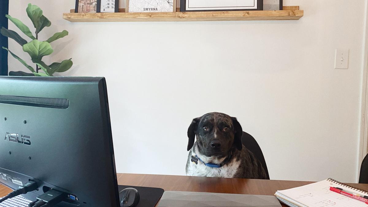 Office Envy: Atlanta startups work from home with pets [photo gallery ...