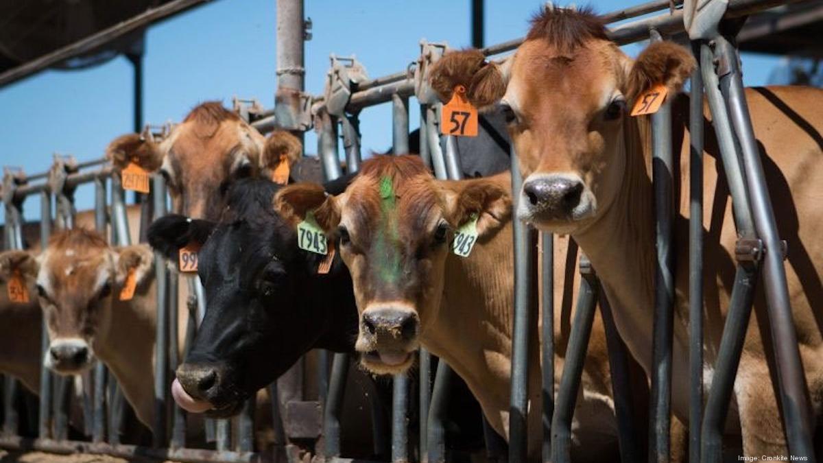 AZ Dairy Farms Pivot From Restaurants To Food Banks Amid Covid 19 AZ Dairy Farms Pivot From Restaurants To Food Banks Amid Covid 19