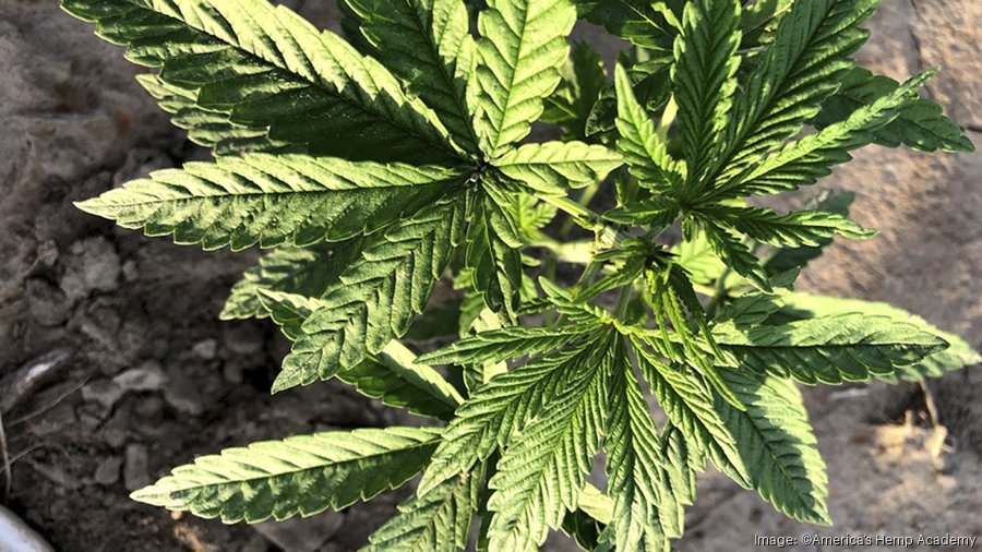 Georgia hemp businesses rattled by federal THC ban - Atlanta Business ...