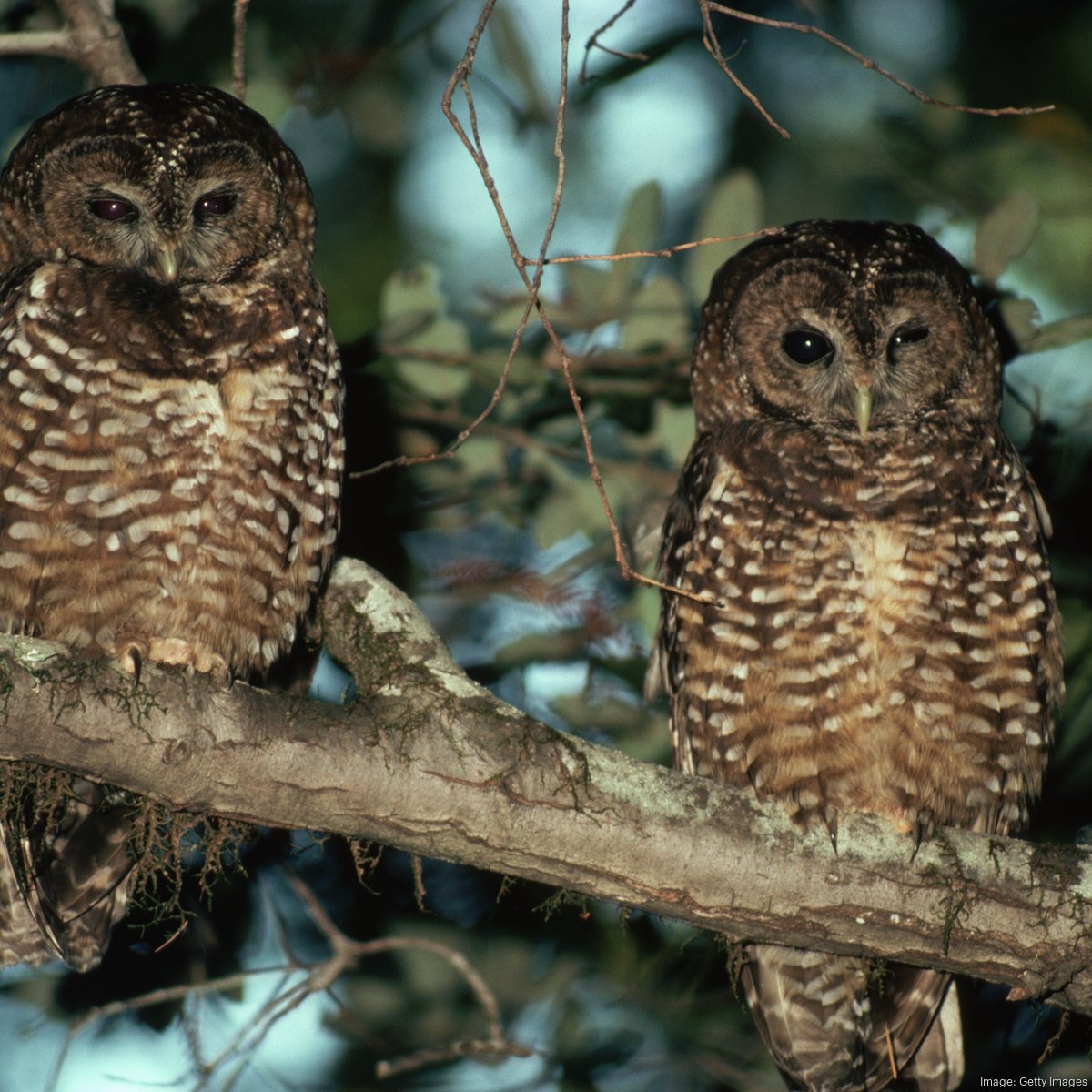 Barred Owl Vs Spotted Owl