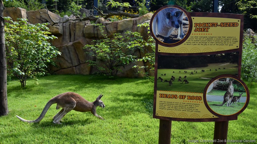 Cincinnati Zoo’s new exhibit gets up close with kangaroos, penguins ...