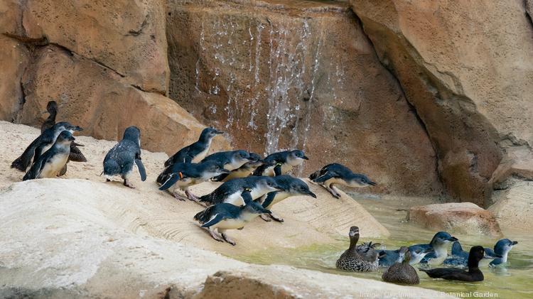 Cincinnati Zoo’s new exhibit gets up close with kangaroos, penguins ...