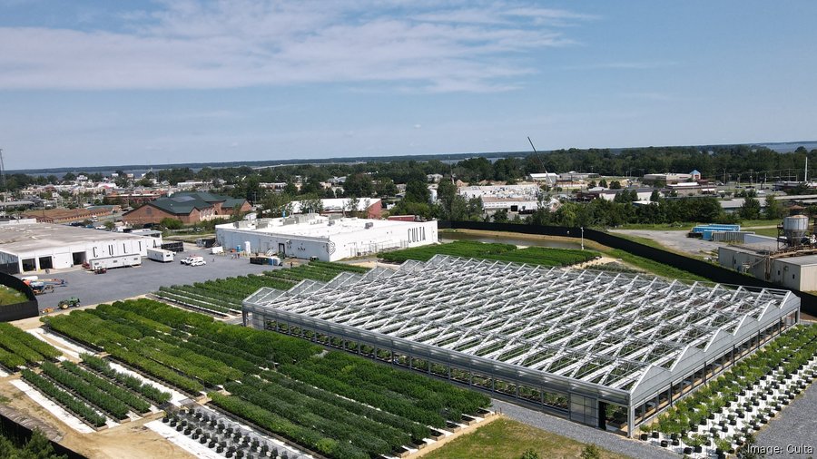 Culta invests in tech, R&D to improve state's largest outdoor cannabis ...