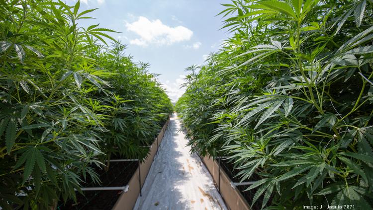 Culta invests in tech, R&D to improve state's largest outdoor cannabis ...