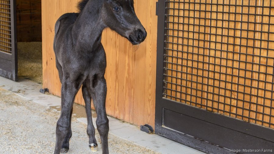 From planes to manes: In retirement, FedEx's top lawyer, Ken Masterson ...