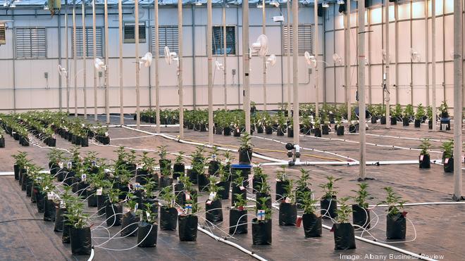 Cannabis grower Vireo Health expanding New York operations after sale ...