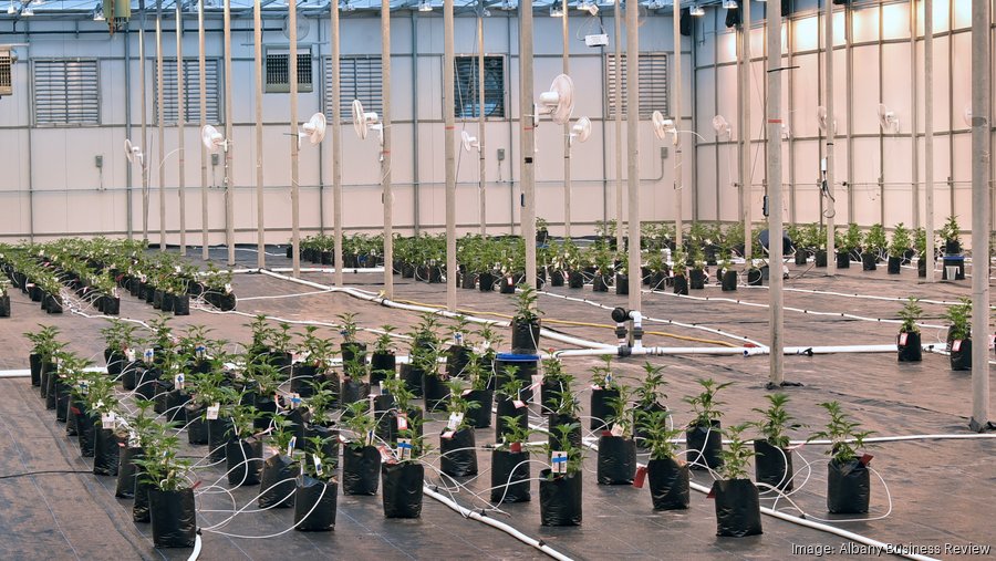 Cannabis grower Vireo Health expanding New York operations after sale ...