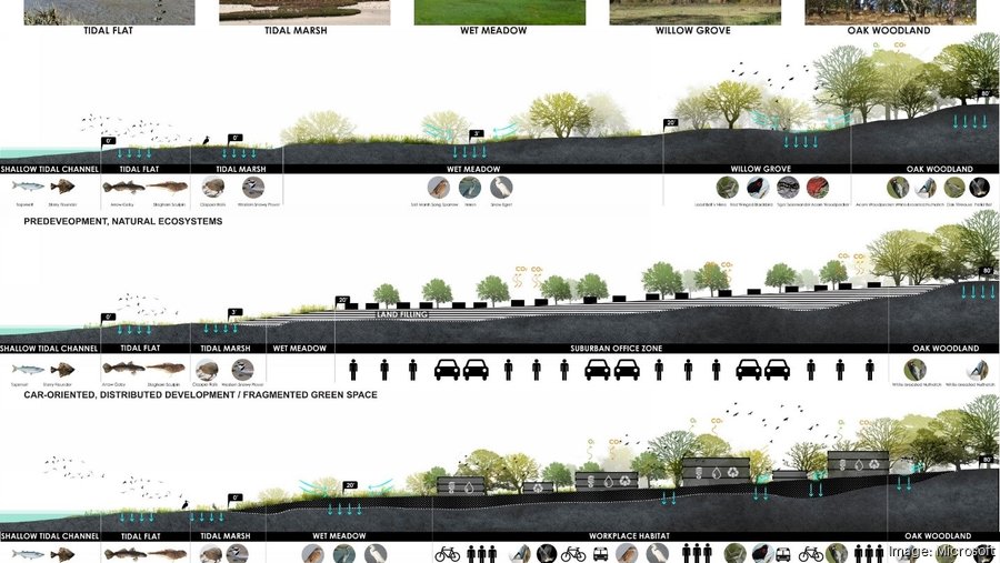 How Microsoft's new Silicon Valley campus is its greenest one yet ...