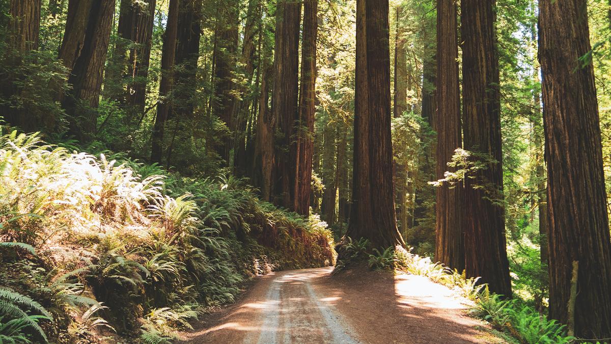 How Moss Adams will help support the Portland community in 2021 and ...