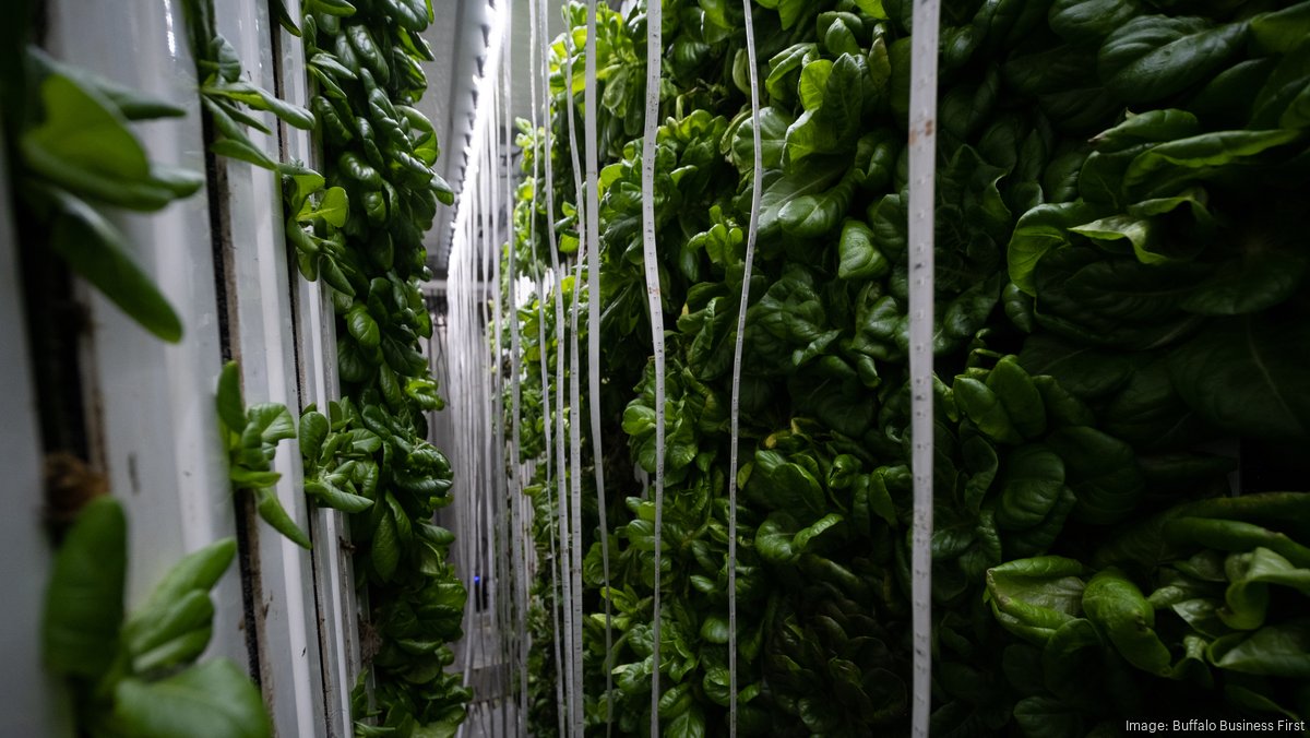 Local team developing AI grow light to detect disease in plants ...