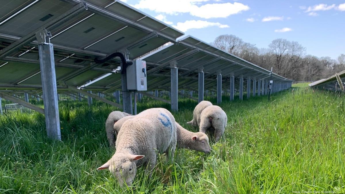 Lamb grazing combined with solar power increases land productivity ...