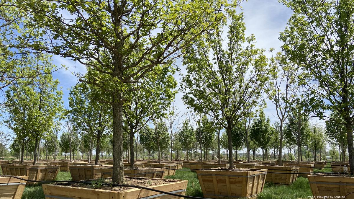 Denver architects are leading downtown's tree revitalization effort ...