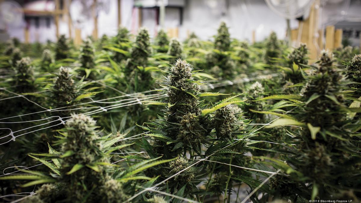 Marijuana and the workplace: pointers for employers' pot policies ...