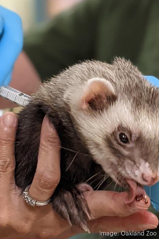 Oakland Zoo opens vaccinations to tigers, bears, mountain lions and ...