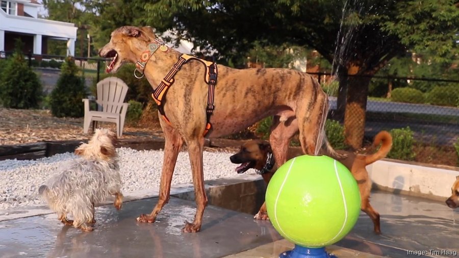 Club K9 debuts dog park bar in Jeffersontown - Louisville Business First