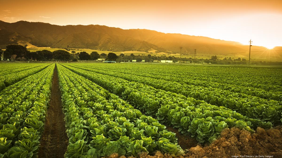 5Metis raises $5.5 million to advance crop protection - Triangle ...