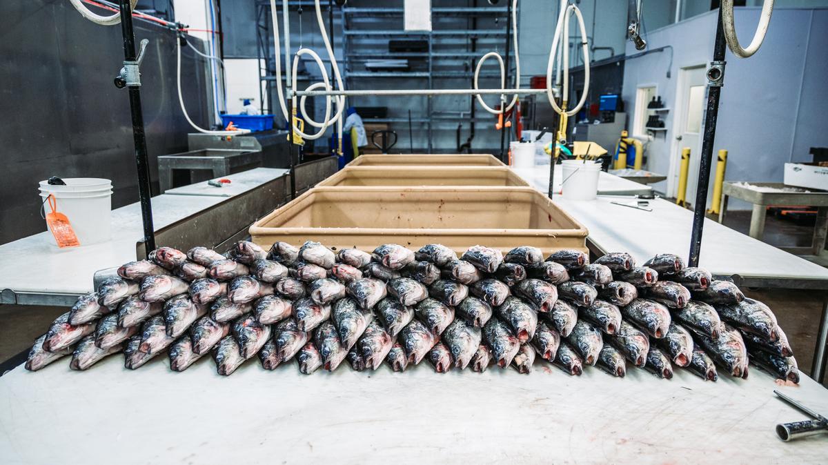 Seattle Fish Co. changes hands after 103 years in Denver, CEO sees ...