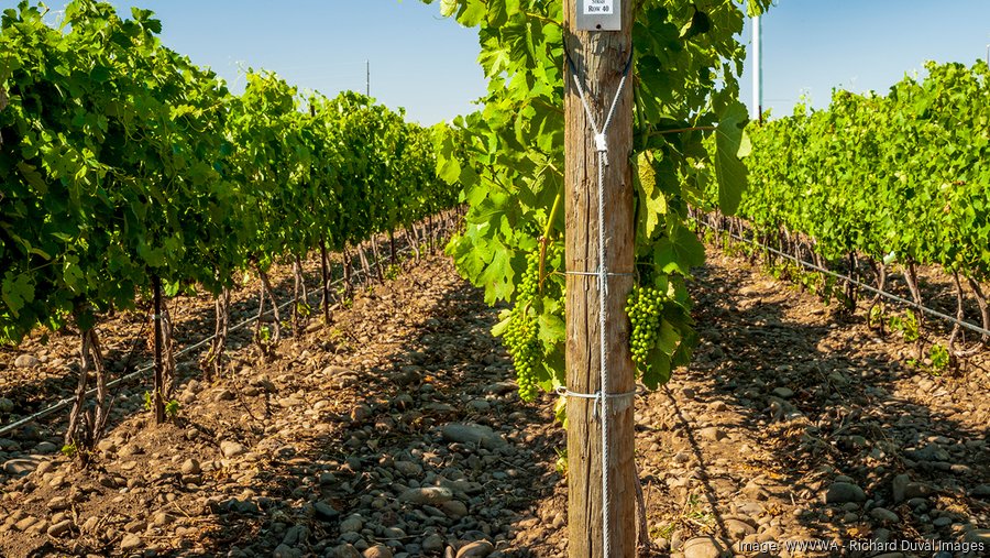 Holocene cabernet sauvignon ranked No. 5 on Wine Enthusiast list ...