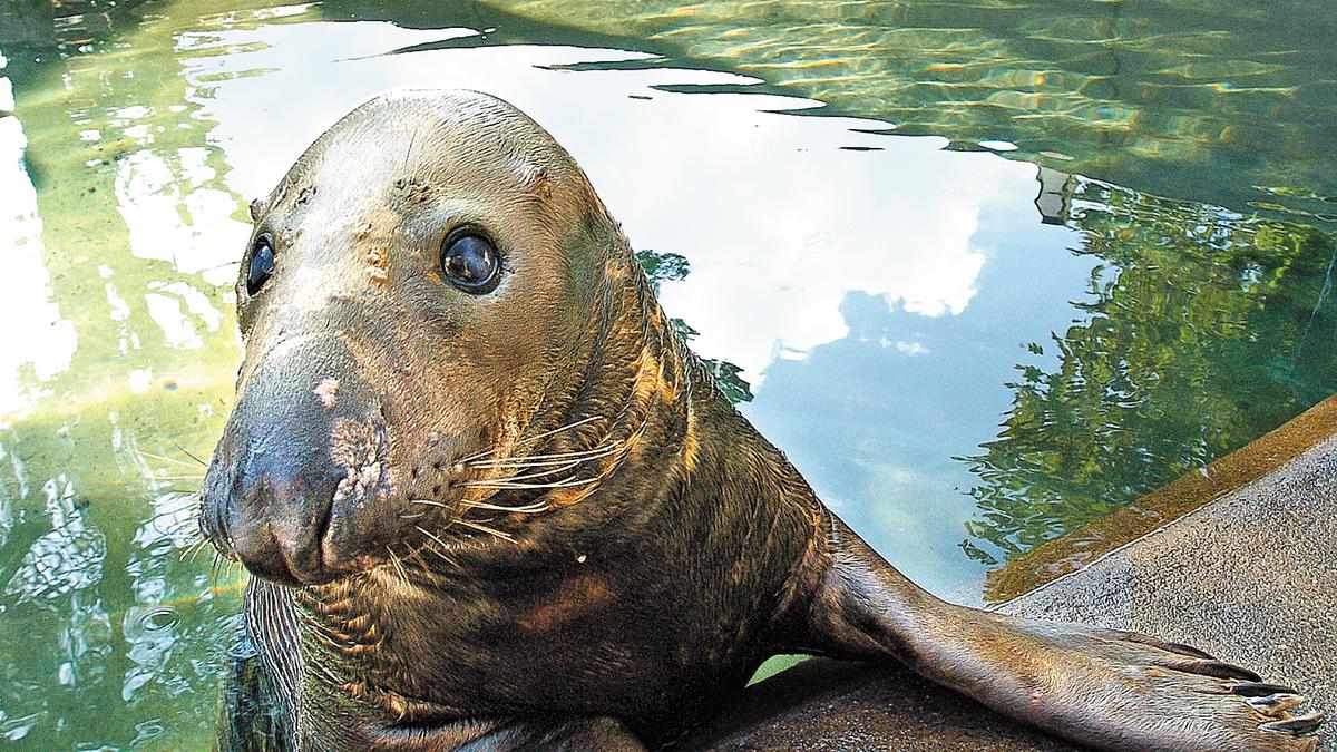 Free admission for dads, other June zoo events announced - Louisville ...