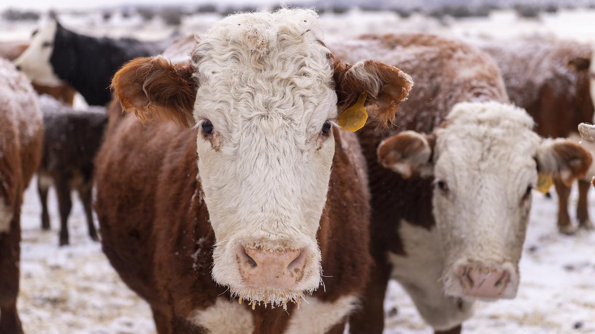 New Colorado-based beef company forms out of merger - Denver Business ...