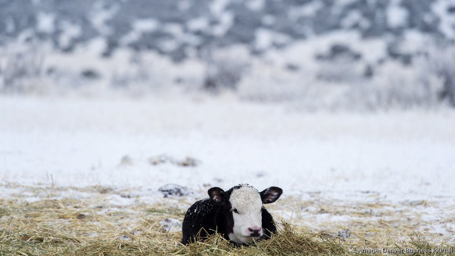 Colorado ranching duo Tony and Connie Hass give voice to ranchers ...