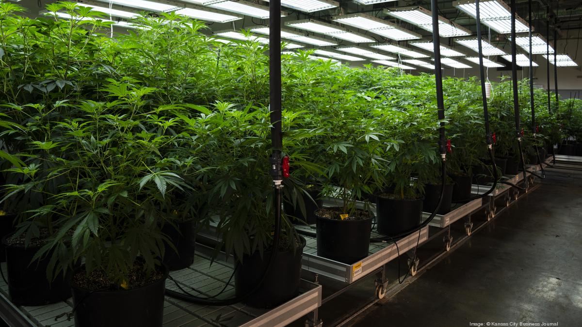 Missouri voters pass recreational marijuana initiative - Kansas City Business Journal