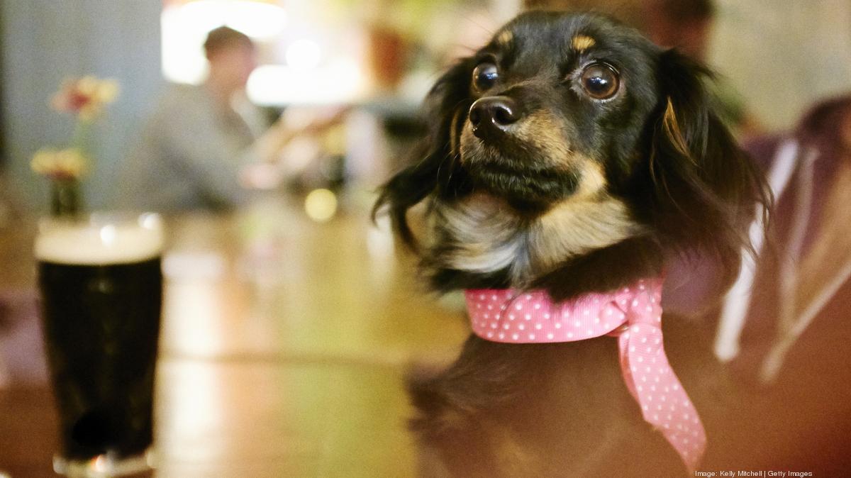 Tampa dog bar concept Pups Pub Co. to open downtown Orlando location ...