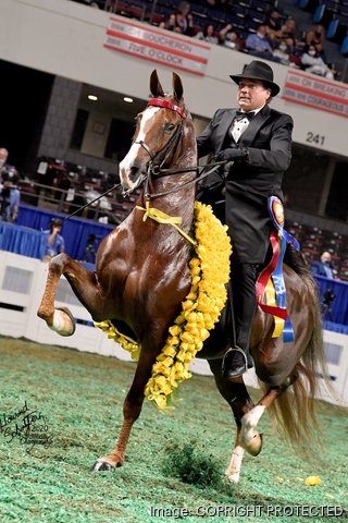 Scott Hagan of Hagan Properties competes in World Championship Horse ...